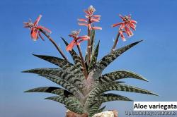 Aloe Variegata - 5 semenki