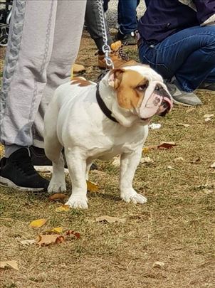 Engleski Buldog, odrastao pas spreman za parenje