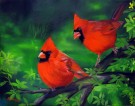 Ptice Kardinal