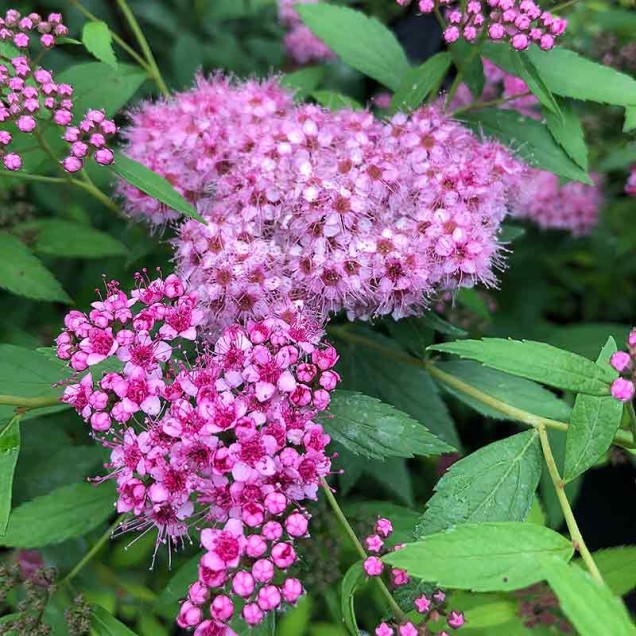 Spirea bumalda-cvetni žbun