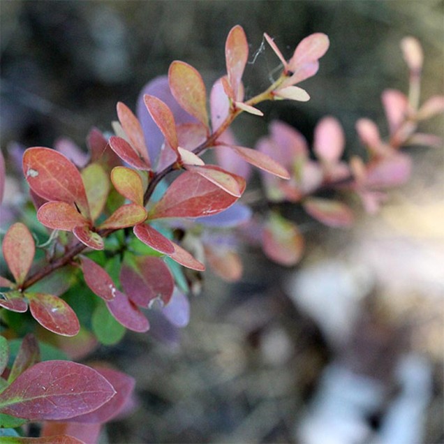 Berberis `Athropurpurea`