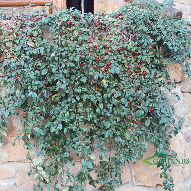 Cotoneaster