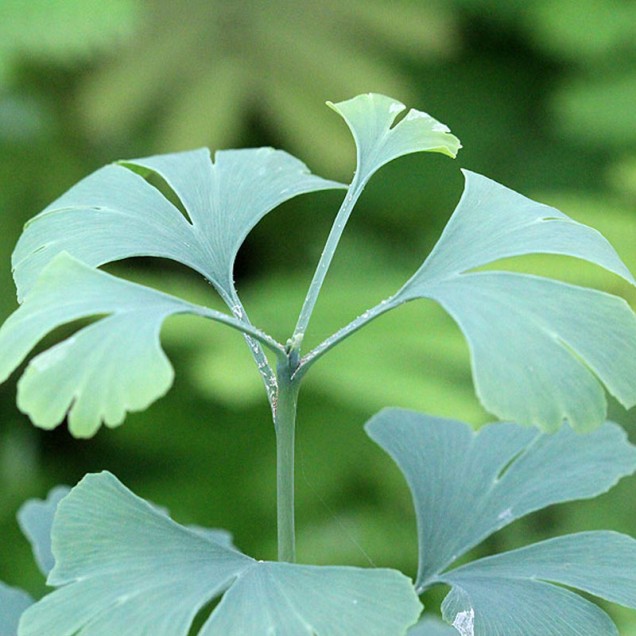 Ginko - Ginko biloba