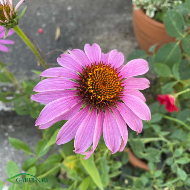 prostatitis echinacea kezelése)