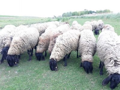 Cigaja ovce, ovnovi i jagnjad