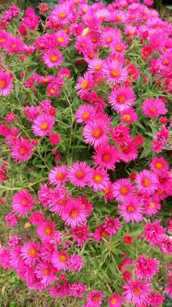 Aster Alma Novae Angliae