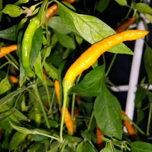 Thai Orange Hot Pepper