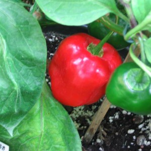 Rocoto Costa Rican Red