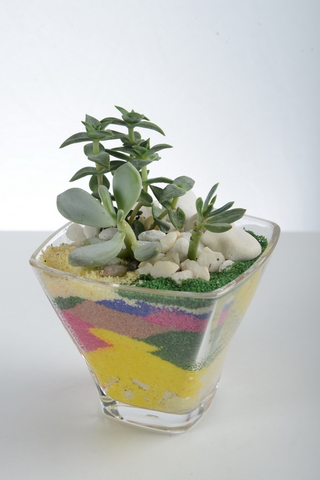 Aranžman 44, Succulenti u šarenom pesku u staklenoj posudi