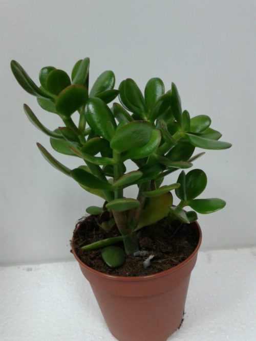 Crassula (drvo novca)