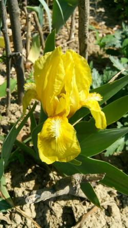 Iris x barbata-nana