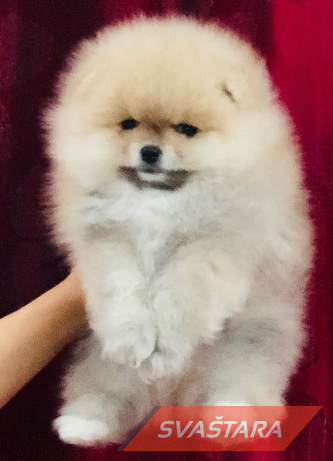 Pomeranski špic,Pomeranac,Pomeranian,Boo štenci