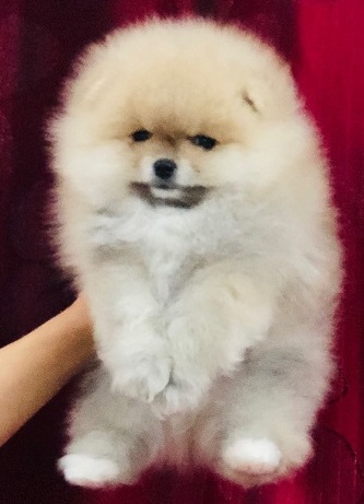 Pomeranski špic,Pomeranac,Pomeranian,Boo štenci