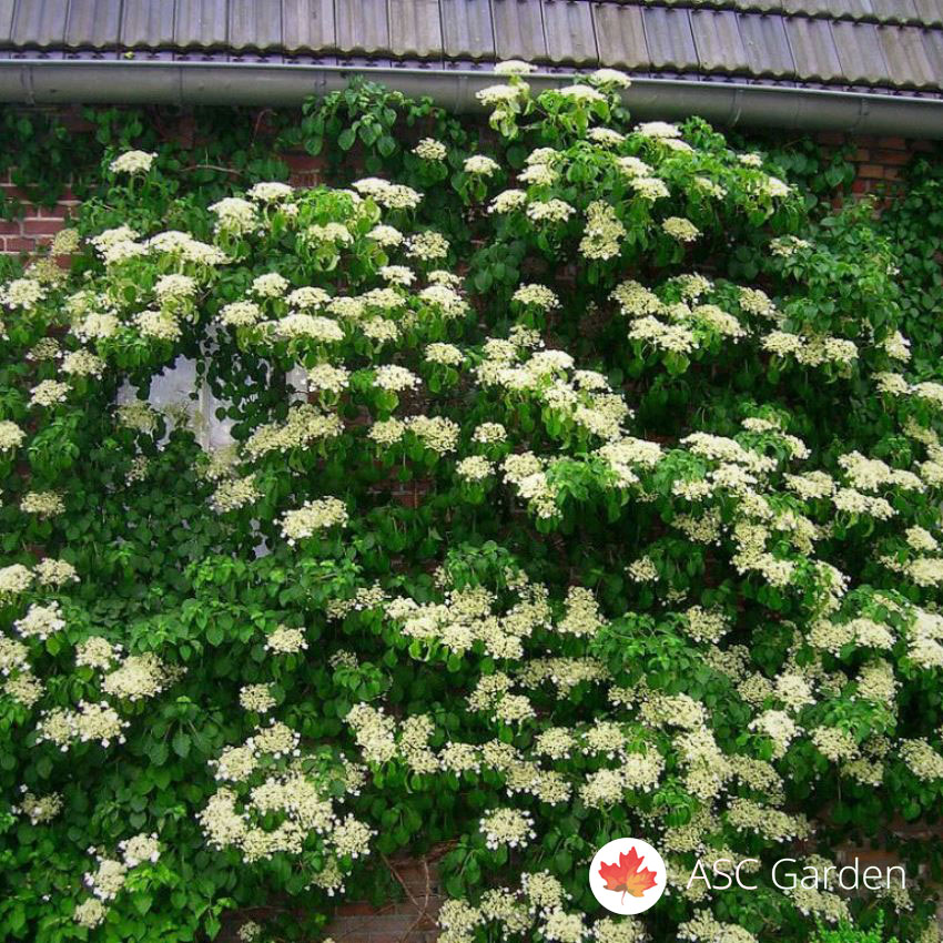 Hydrangea anomala Petiolaris- Hortenzija penjačica 70 cm