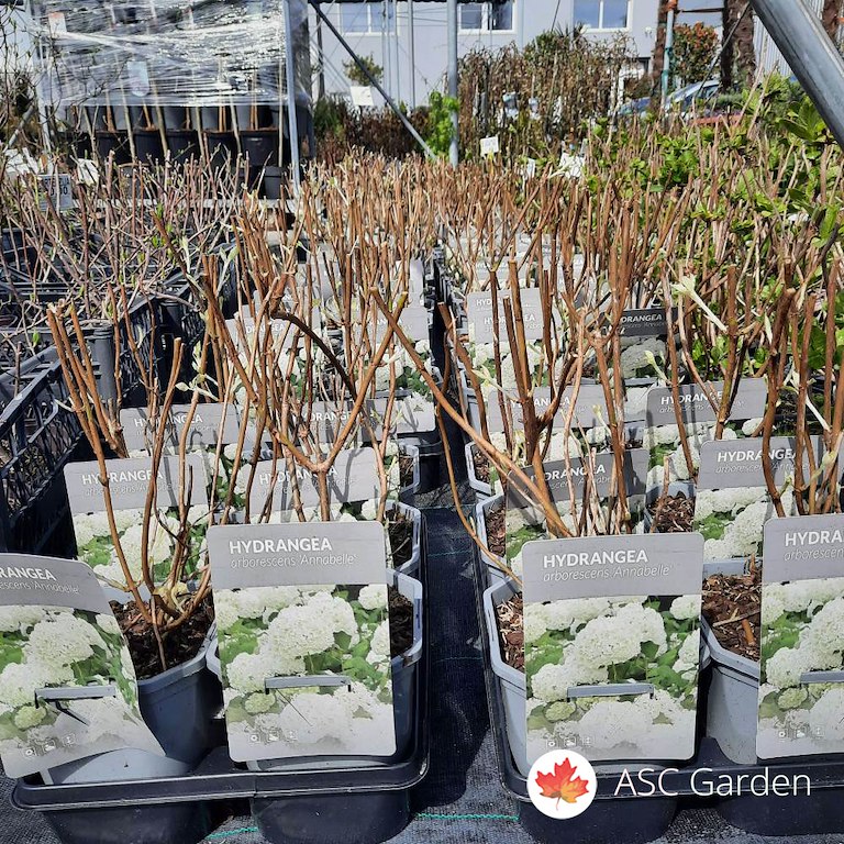 Hydrangea arborescens Annabelle – Bela Anabela 40 cm