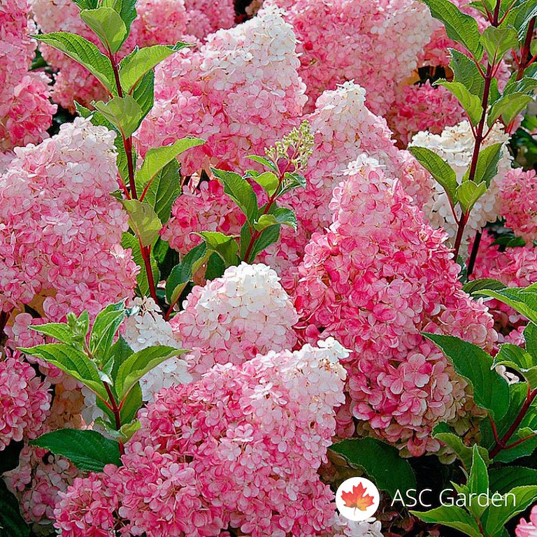 Hydrangea Living Touch of Pink 50 cm