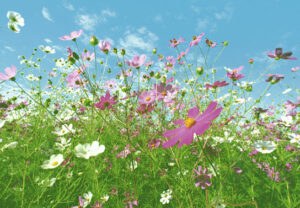 Flower meadow 00281