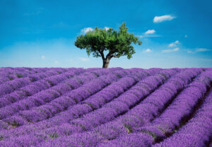 Provence 00144