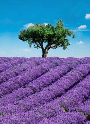 Provence 00309 183×254