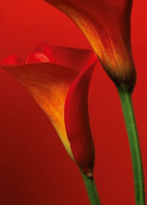 Red Calla Lilies 00406 183×254