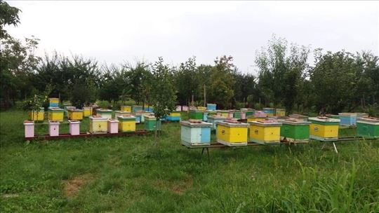 Prodaja pčelinjih društva sa košnicama