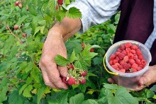 Potrebni radnici za branje malina.