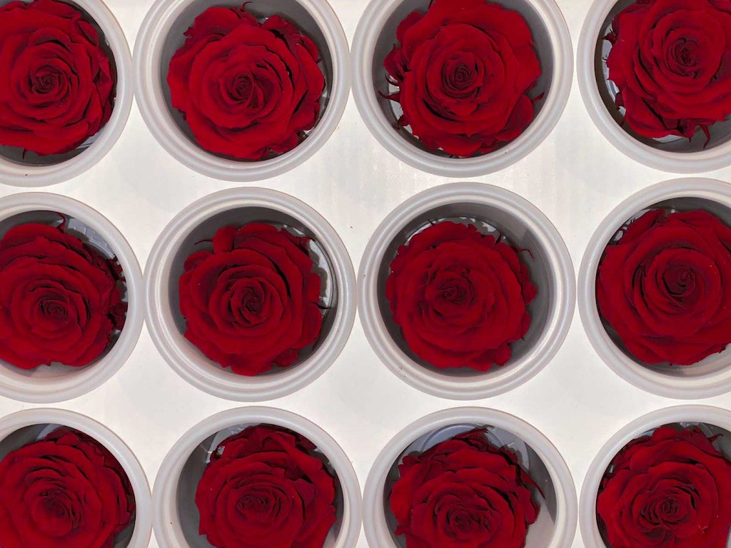 Dehidrirana ruža – Crvena – 1 Kom