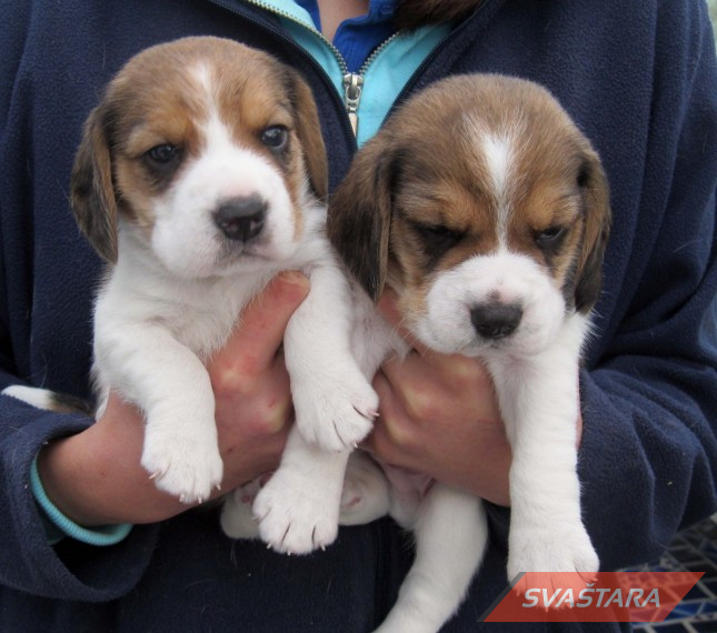 Predivni psići Beagle štenad