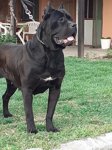 Cane corso stenci