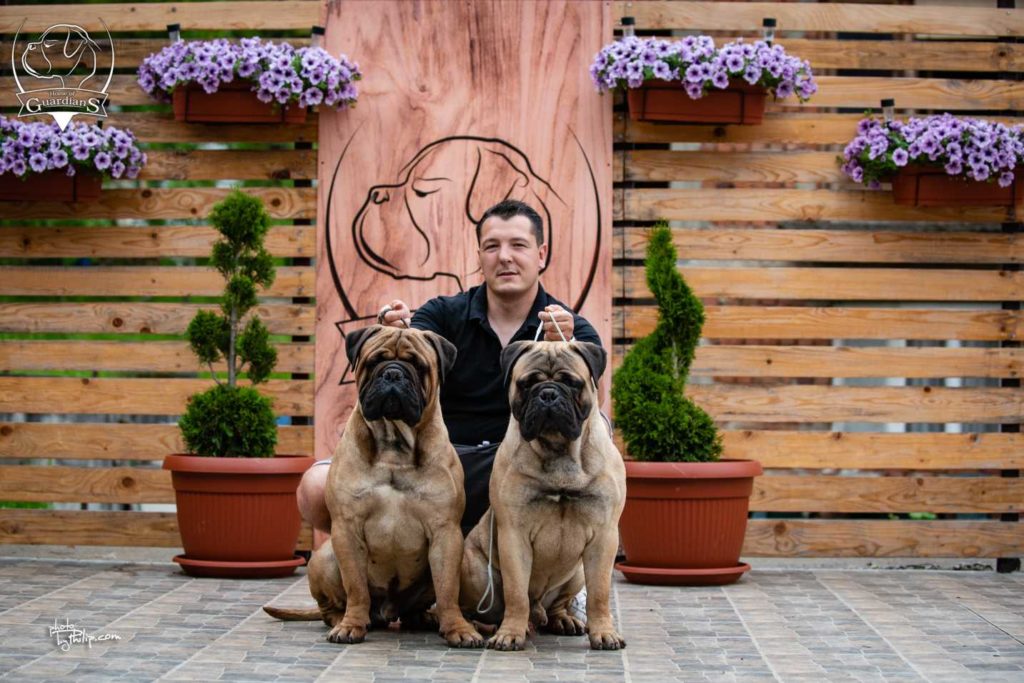 Odgajivačnica bullmastiff-a „Home of Guardians“