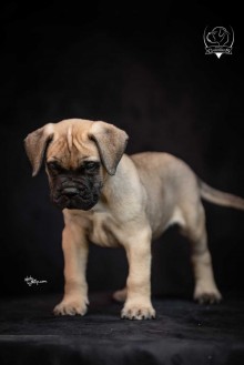 Odgajivačnica bullmastiff-a "home of guardians"