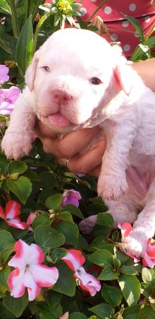 Lagotto romagnolo prvoklasni štenci