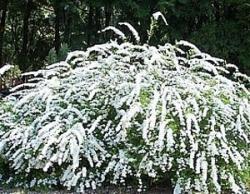 spirea rana sitan cvet -žbunić