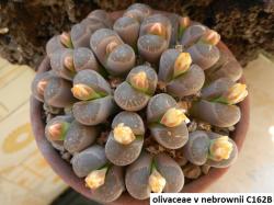 Lithops olivacea v nebrownii - 20 semenki