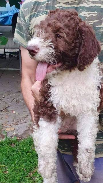 Lagotto Romagnolo, štenad vrhunske genetike