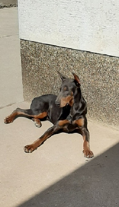 Doberman zenka