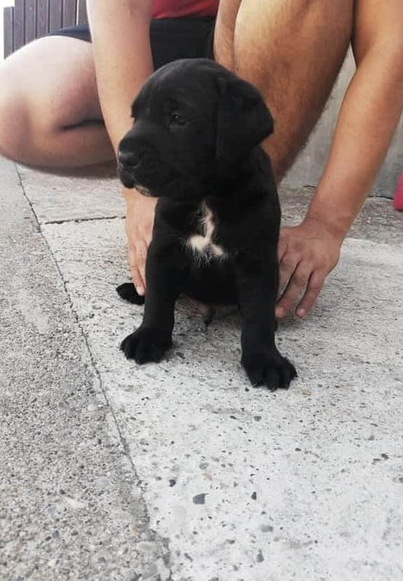 Cane Corso stenci