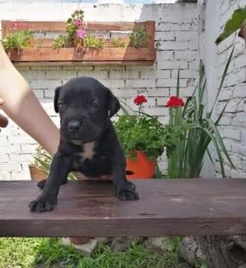 Cane corso stenci