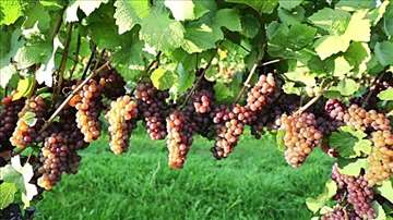Prodajem grožđe: Caberne,Merlo,B.Burgundac,RainskR