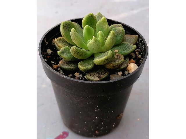 Sukulent - Sinocrassula densirosulata