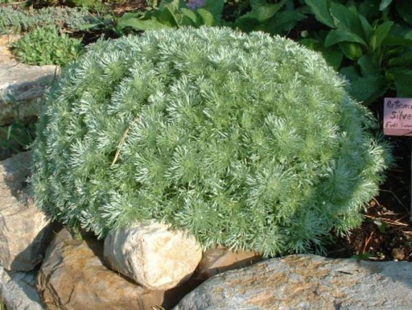 Artemisia schmiditana (svilasti pelin)