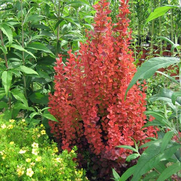 Berberis thumbergii ‘Red Rocket’