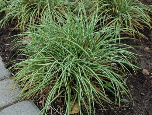 Carex ornithopoda ‘Variegata’