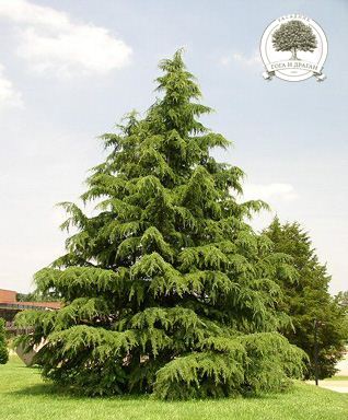 Cedrus deodara (himalajski kedar)