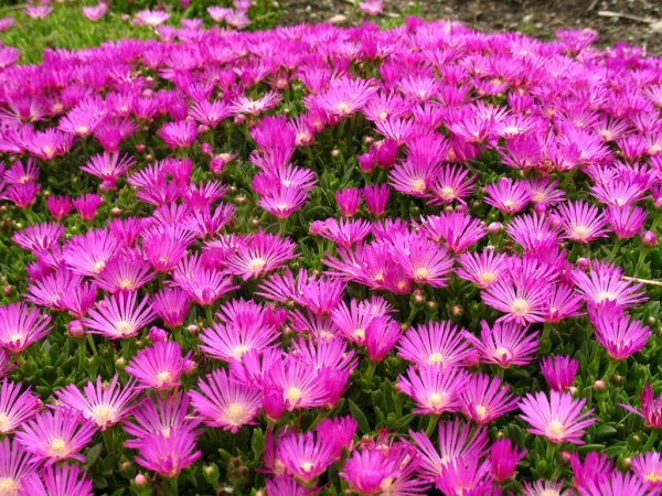 Delosperma cooperi (ledeni cvet)