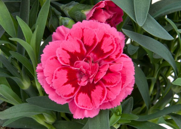 Dianthus (mini karanfil)