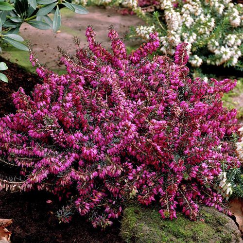 Erica carnea (crnjuša, zimski šešir, vres)