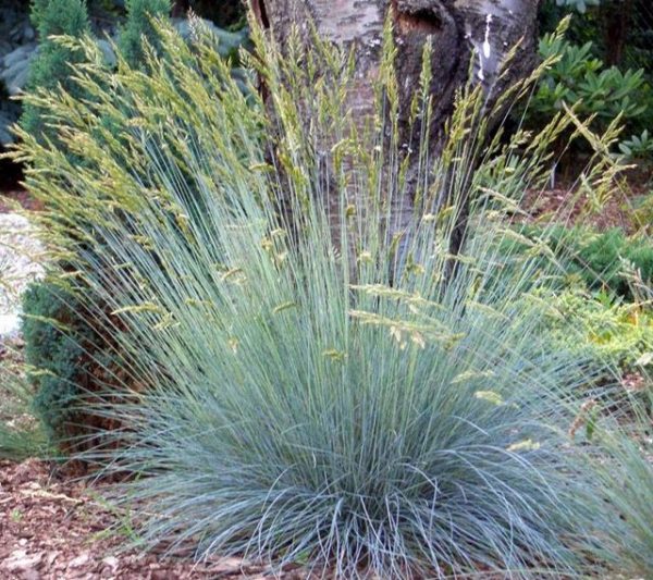 Festuca glauca – plava trava