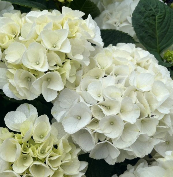 Hydrangea macrophylla (Hortenzija)