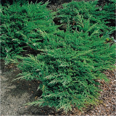 Juniperus horizontalis ‘Prince of Wales’